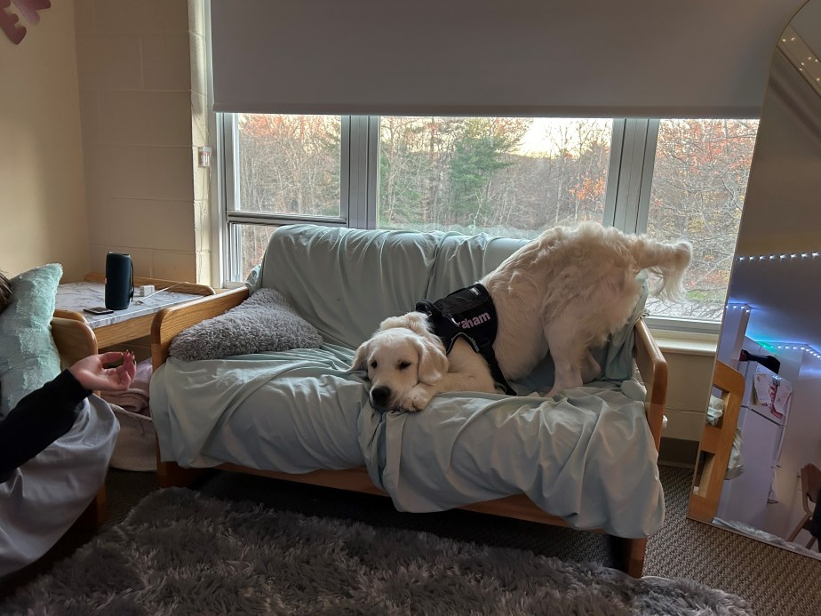 A Day in the Life of Graham, Curry’s Community Support Dog! – The ...